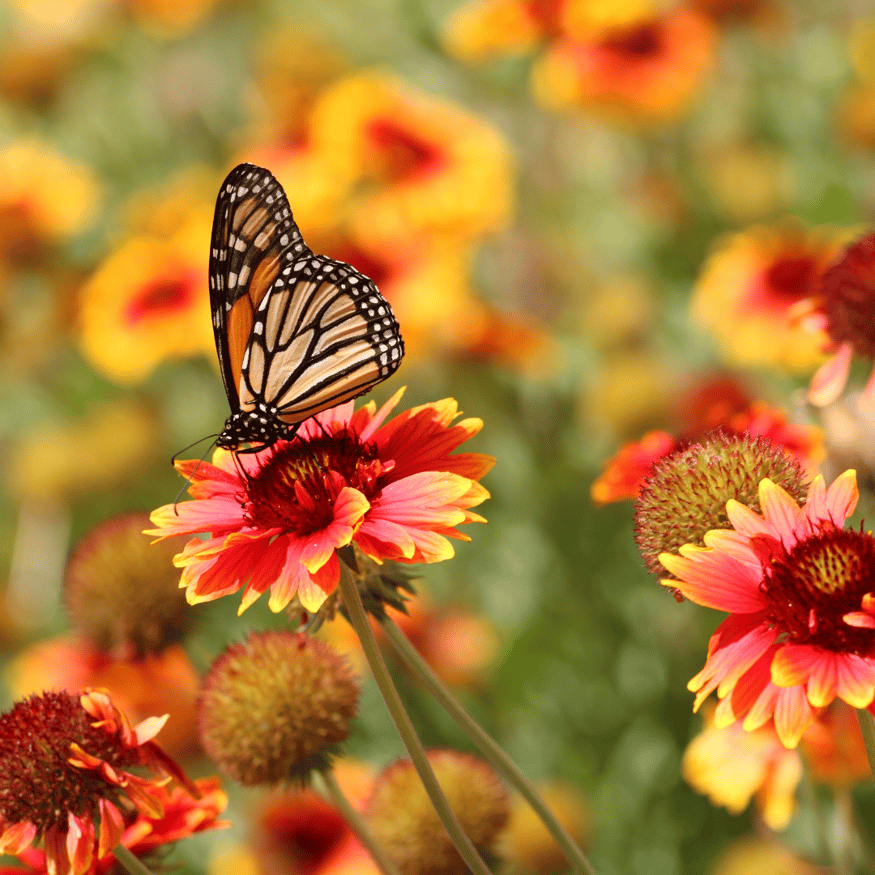 Simple Spring Gardening Ideas for Kids: Planting & Growing Fun Together