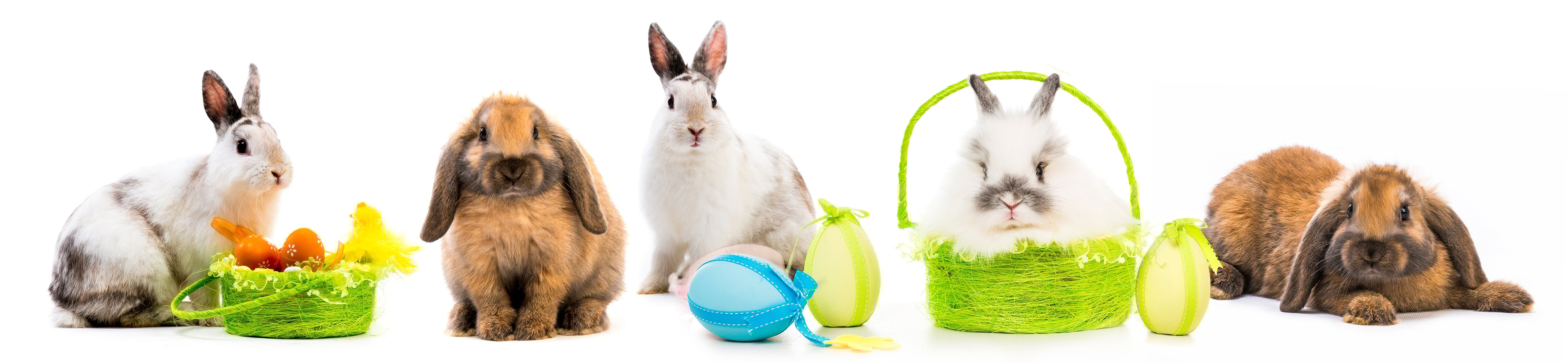 The Fluffy Facts: 10 Fascinating Insights into the World of Bunnies