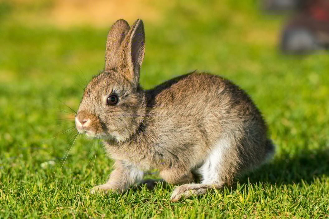 Why Rabbits Bring Easter Eggs and Other Fun Bunny Facts